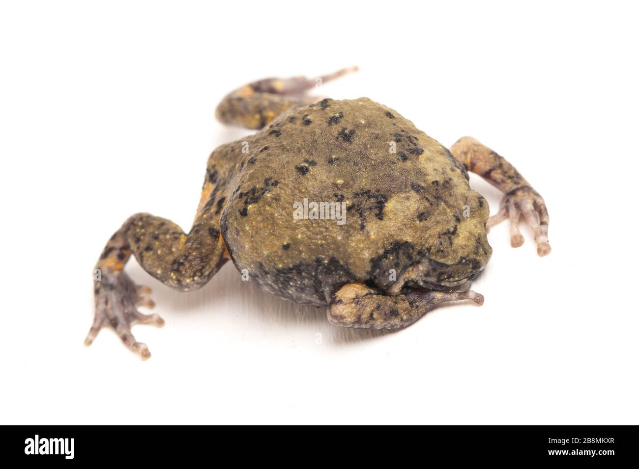 Banded bullfrog or Asian narrowmouth toads It also know chubby or ...