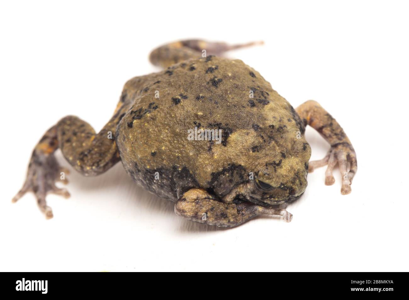Banded bullfrog or Asian narrowmouth toads It also know chubby or ...
