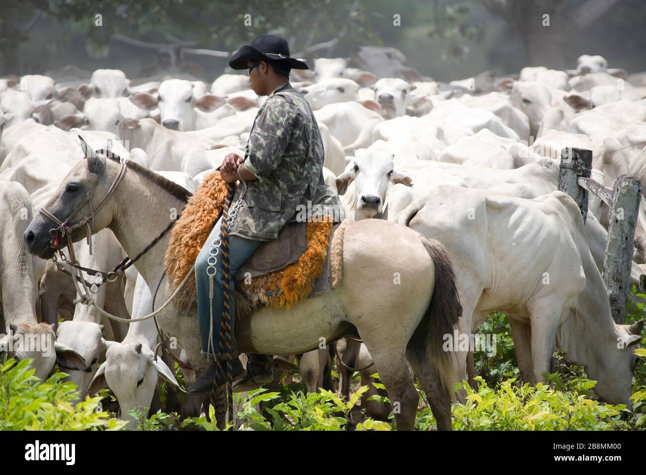 Cortege of Cattle, Peasant of Cowboy, Ox, Bos taurus, Corumbá, Mato ...
