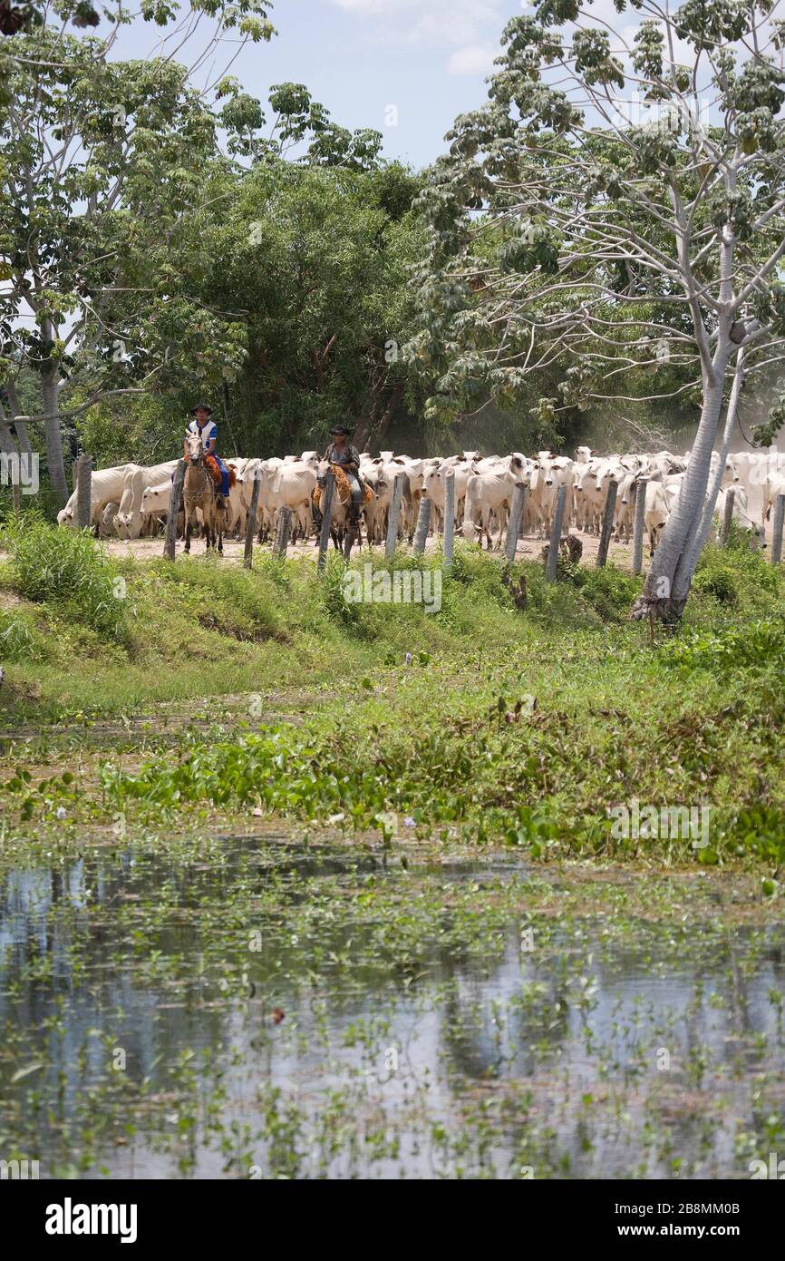 Cortege of Cattle, Peasant of Cowboy, Ox, Bos taurus, Corumbá, Mato ...