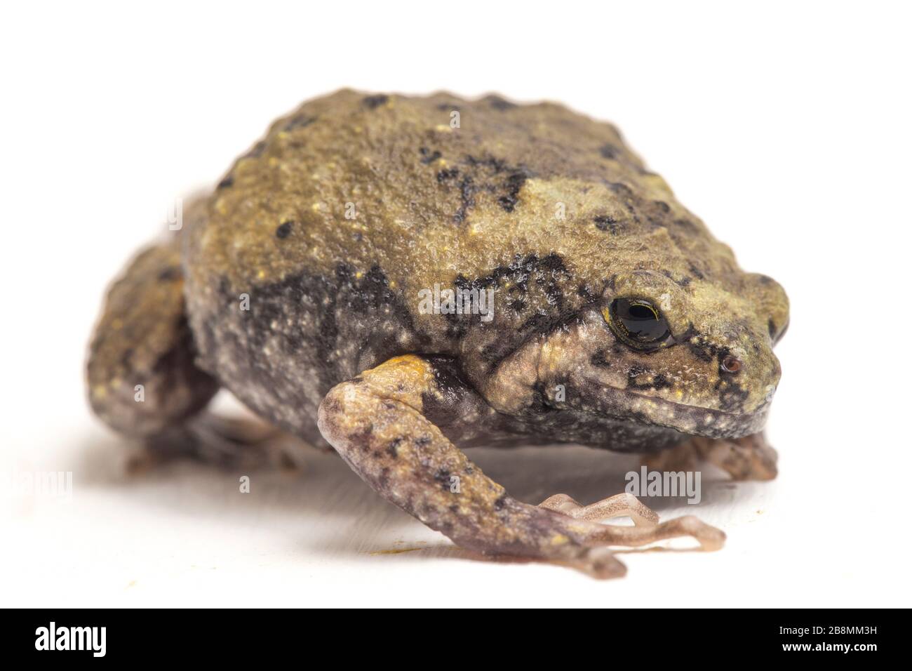 Banded bullfrog or Asian narrowmouth toads It also know chubby or ...