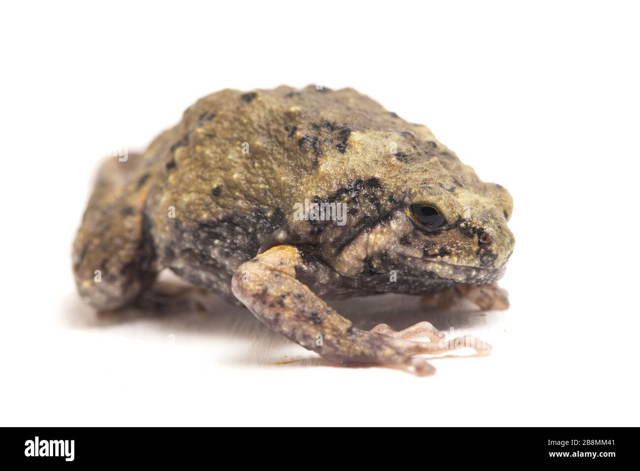 Asian painted frog Cut Out Stock Images & Pictures - Alamy