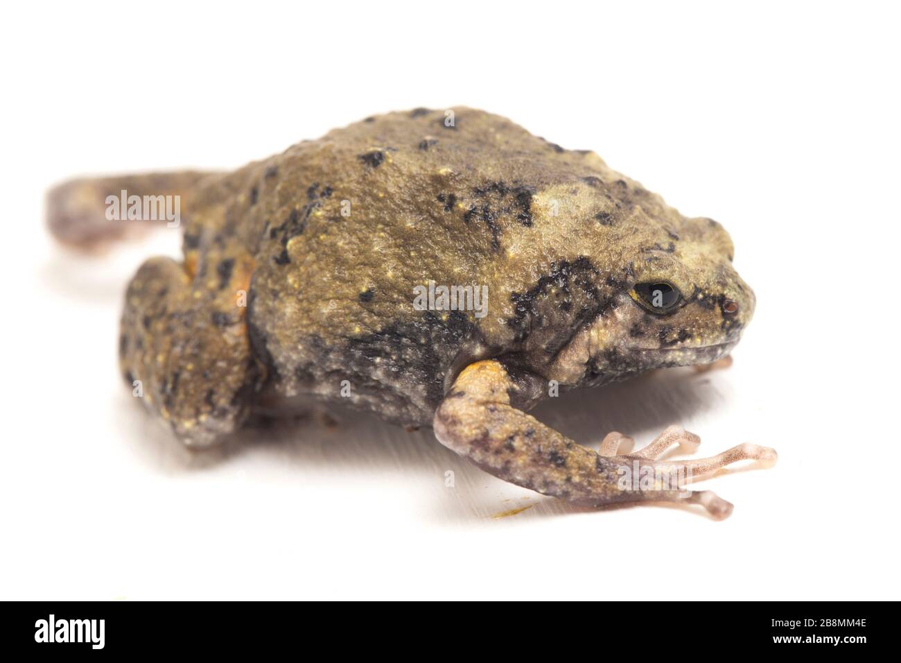 Banded bullfrog or Asian narrowmouth toads It also know chubby or ...