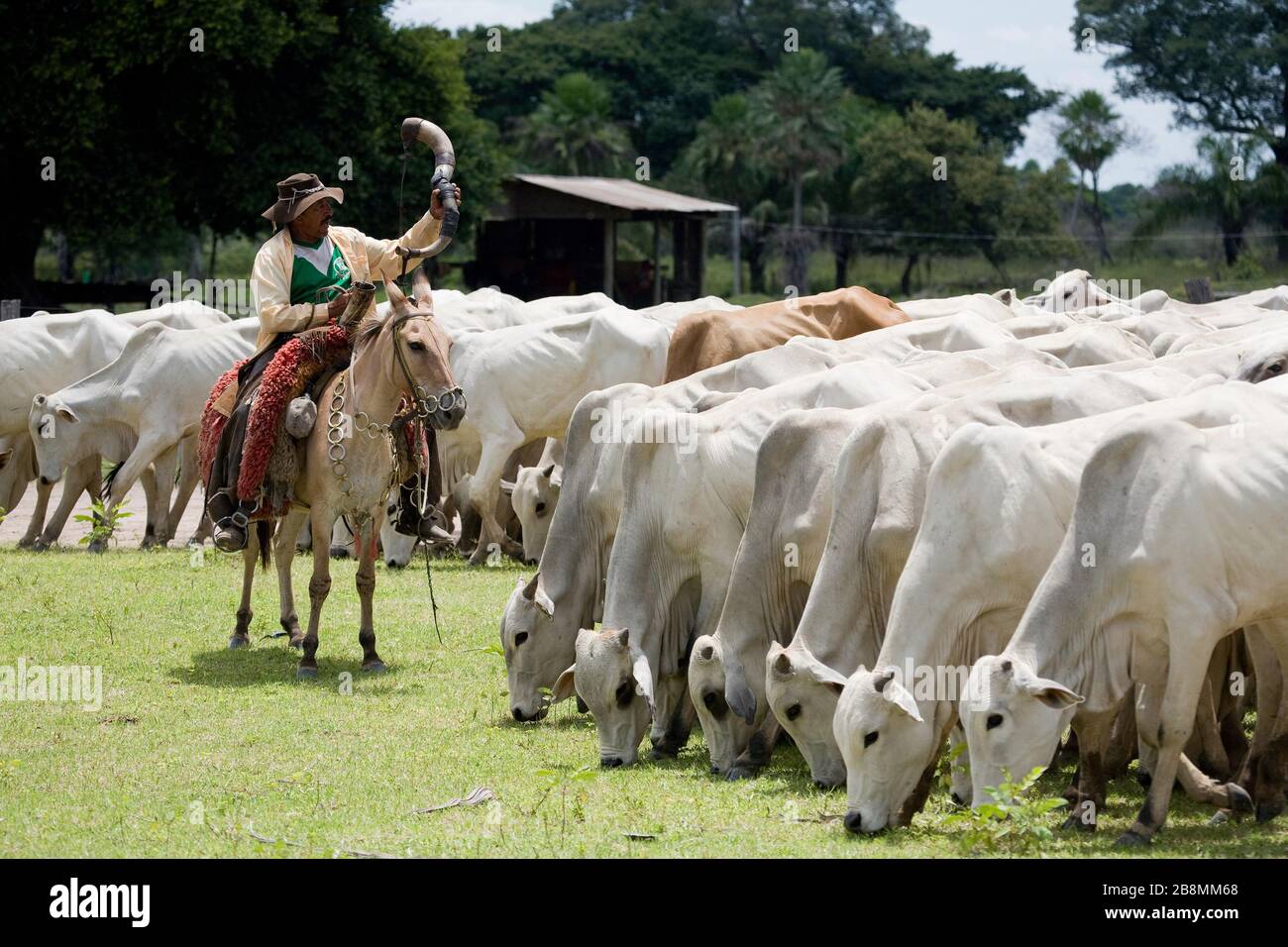 Cortege of Cattle, Peasant of Cowboy, Ox, Bos taurus, Corumbá, Mato ...