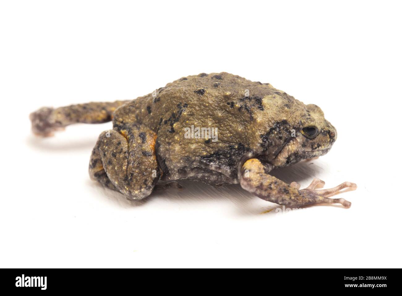 Banded bullfrog or Asian narrowmouth toads It also know chubby or ...