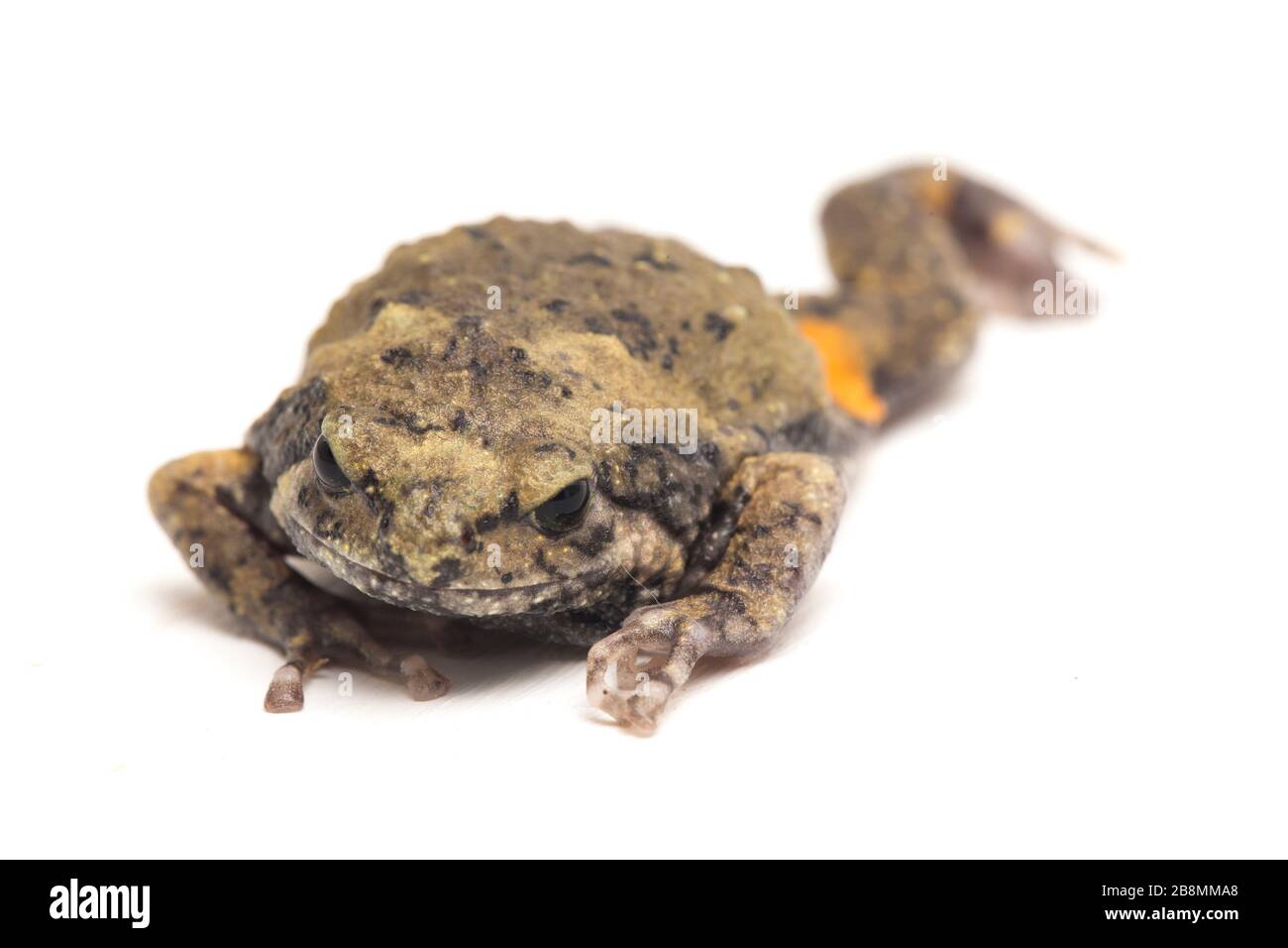 Banded bullfrog or Asian narrowmouth toads It also know chubby or ...