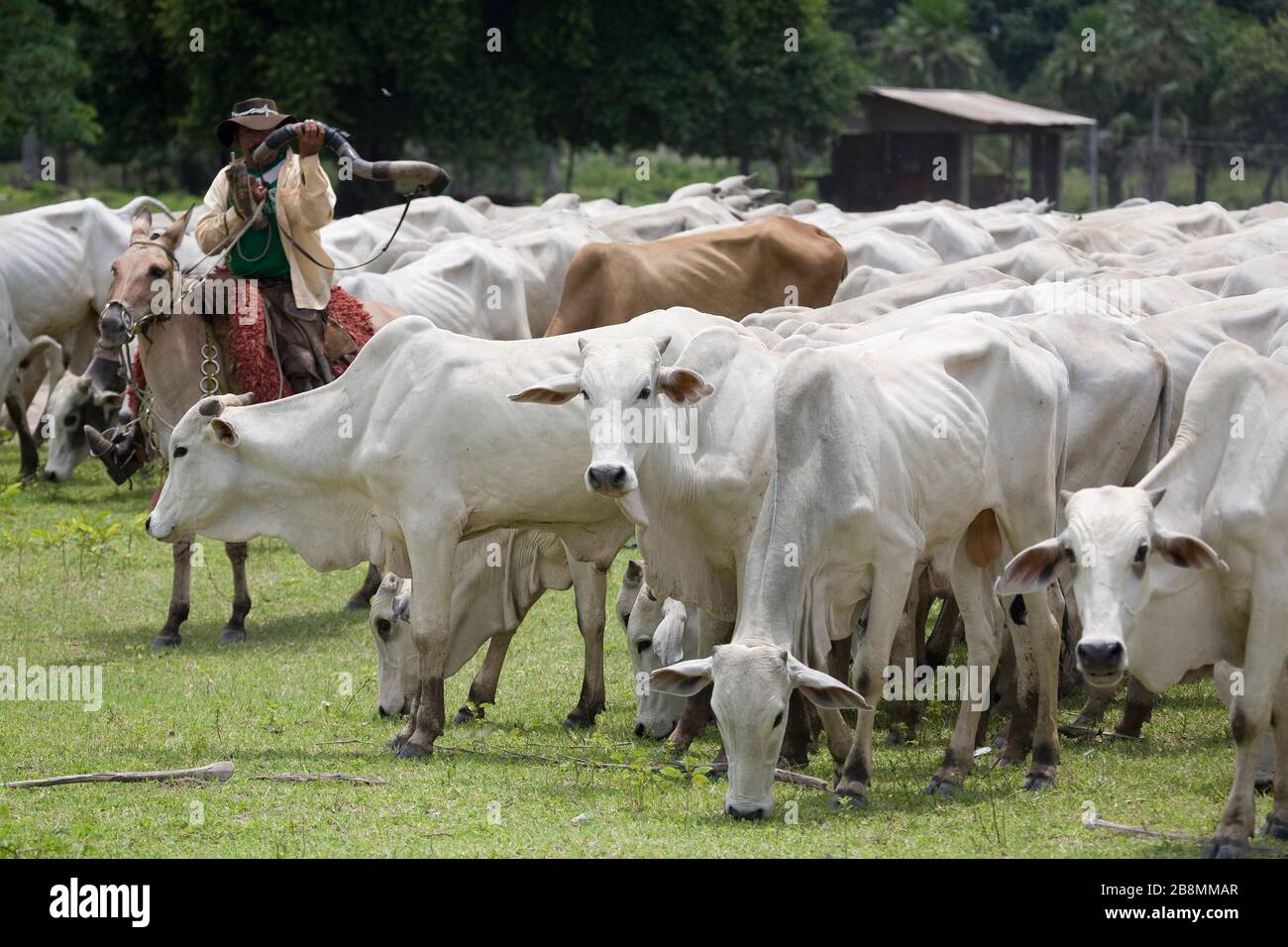 Cortege of Cattle, Peasant of Cowboy, Ox, Bos taurus, Corumbá, Mato ...