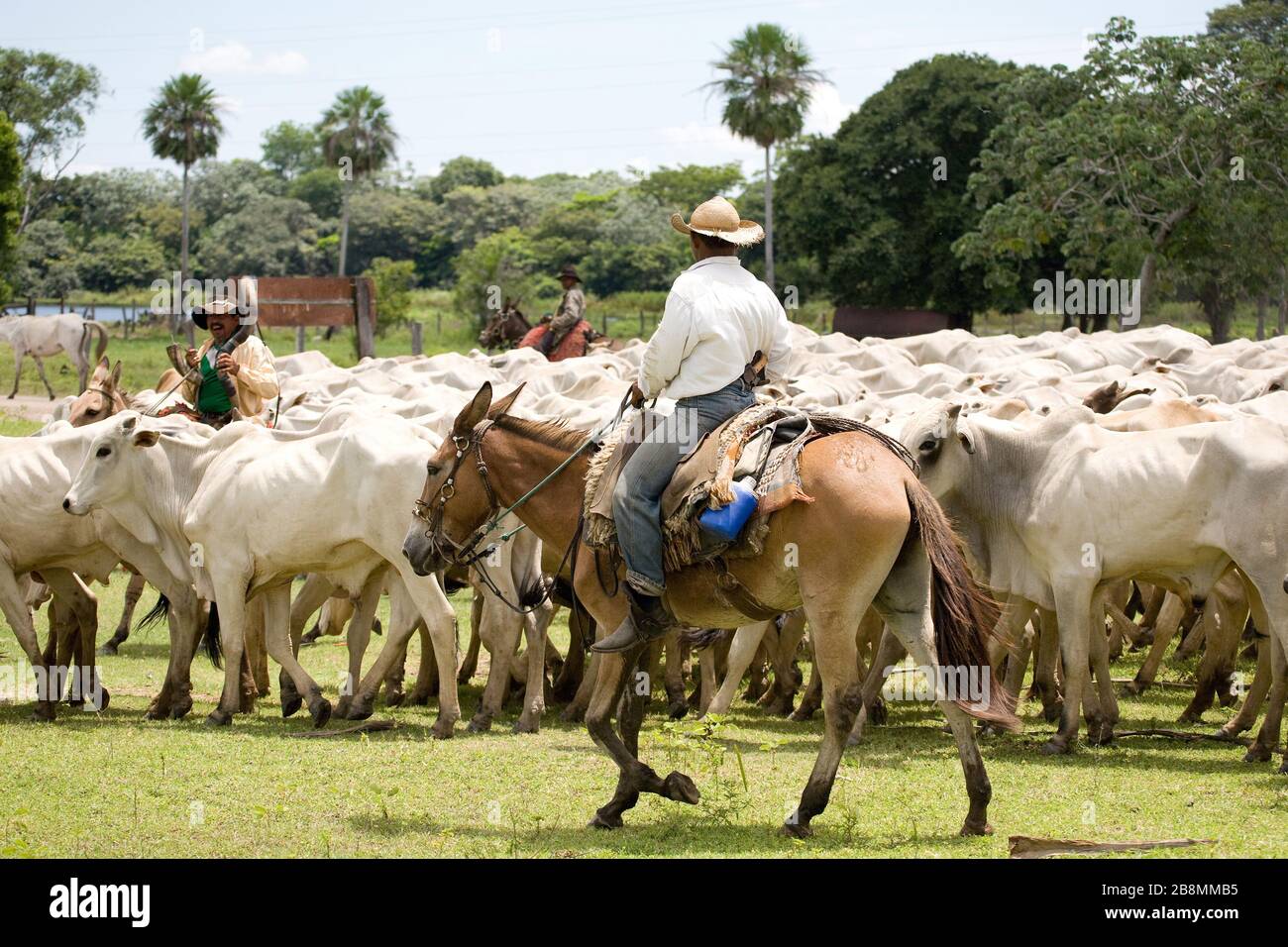 Cortege of Cattle, Peasant of Cowboy, Ox, Bos taurus, Corumbá, Mato ...