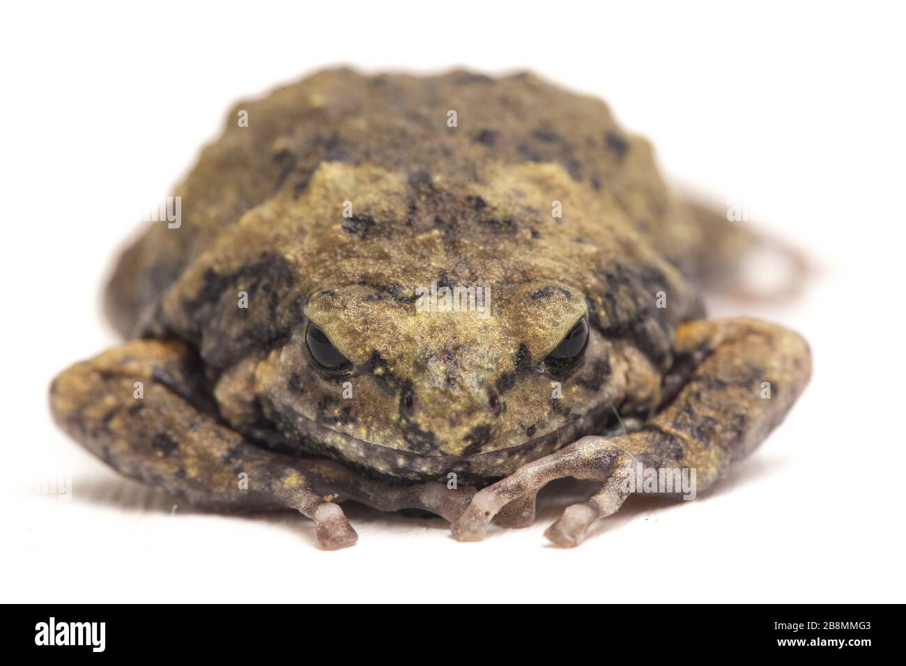 Banded bullfrog or Asian narrowmouth toads It also know chubby or ...