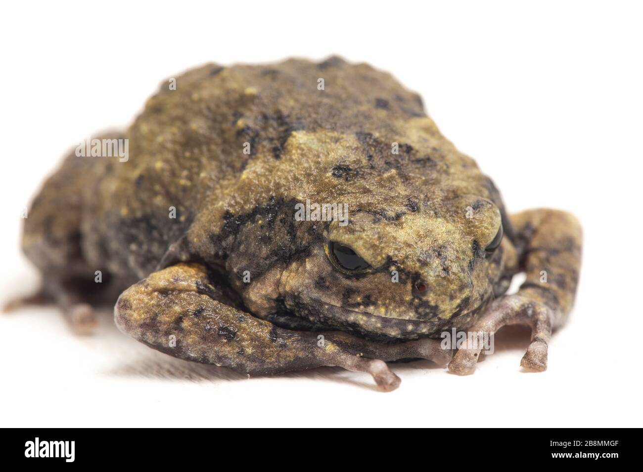 Banded bullfrog or Asian narrowmouth toads It also know chubby or ...
