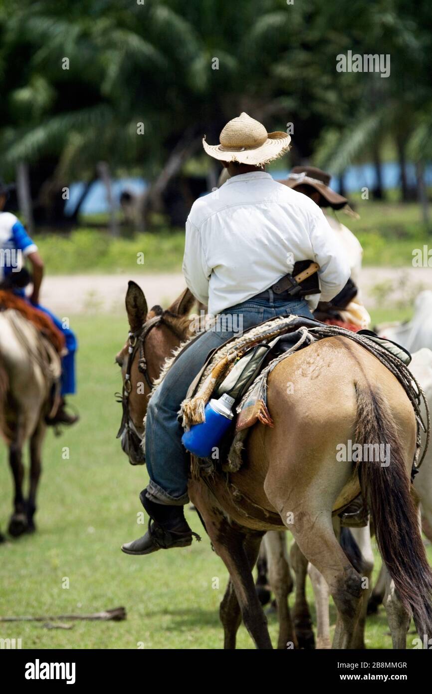 Cortege of Cattle, Peasant of Cowboy, Ox, Bos taurus, Corumbá, Mato ...