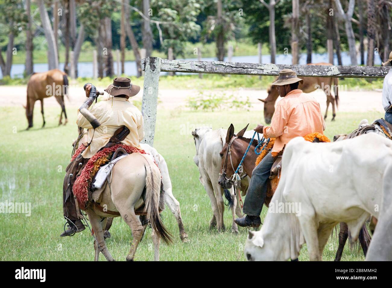 Cortege of Cattle, Peasant of Cowboy, Ox, Bos taurus, Corumbá, Mato ...