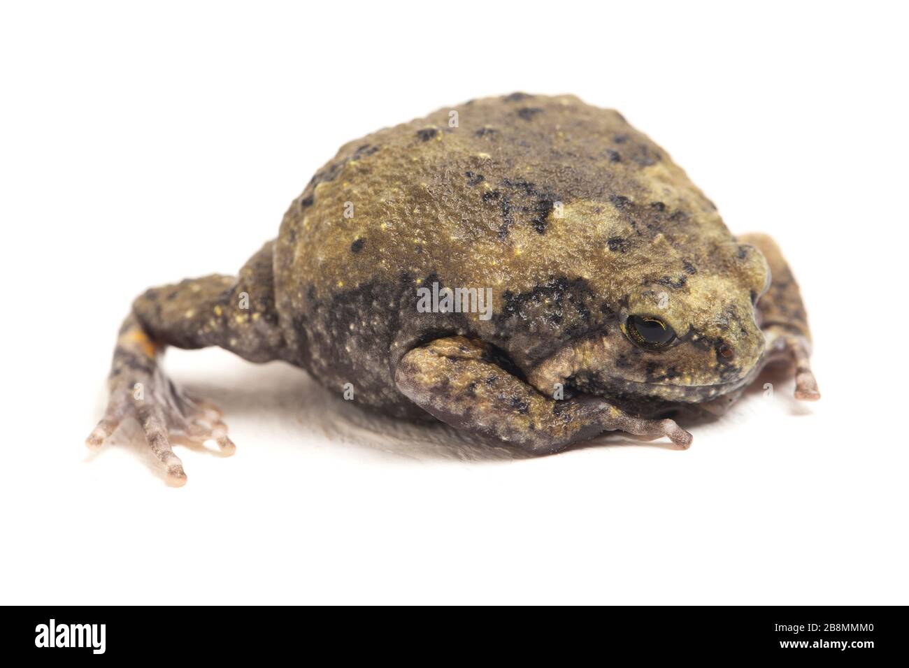 Banded bullfrog or Asian narrowmouth toads It also know chubby or ...