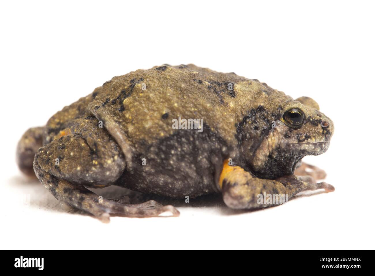 Banded bullfrog or Asian narrowmouth toads It also know chubby or ...