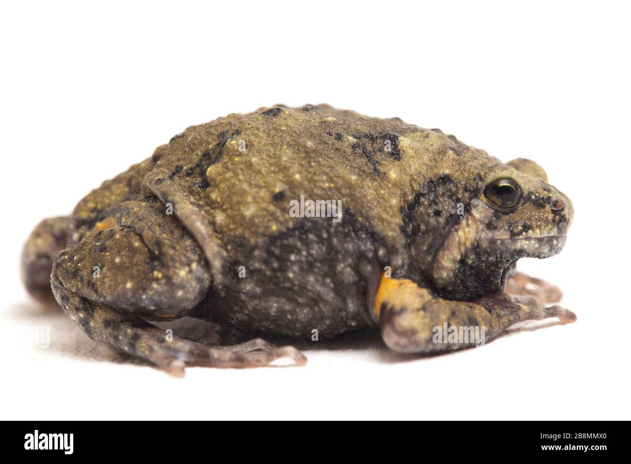 Banded bullfrog or Asian narrowmouth toads It also know chubby or ...
