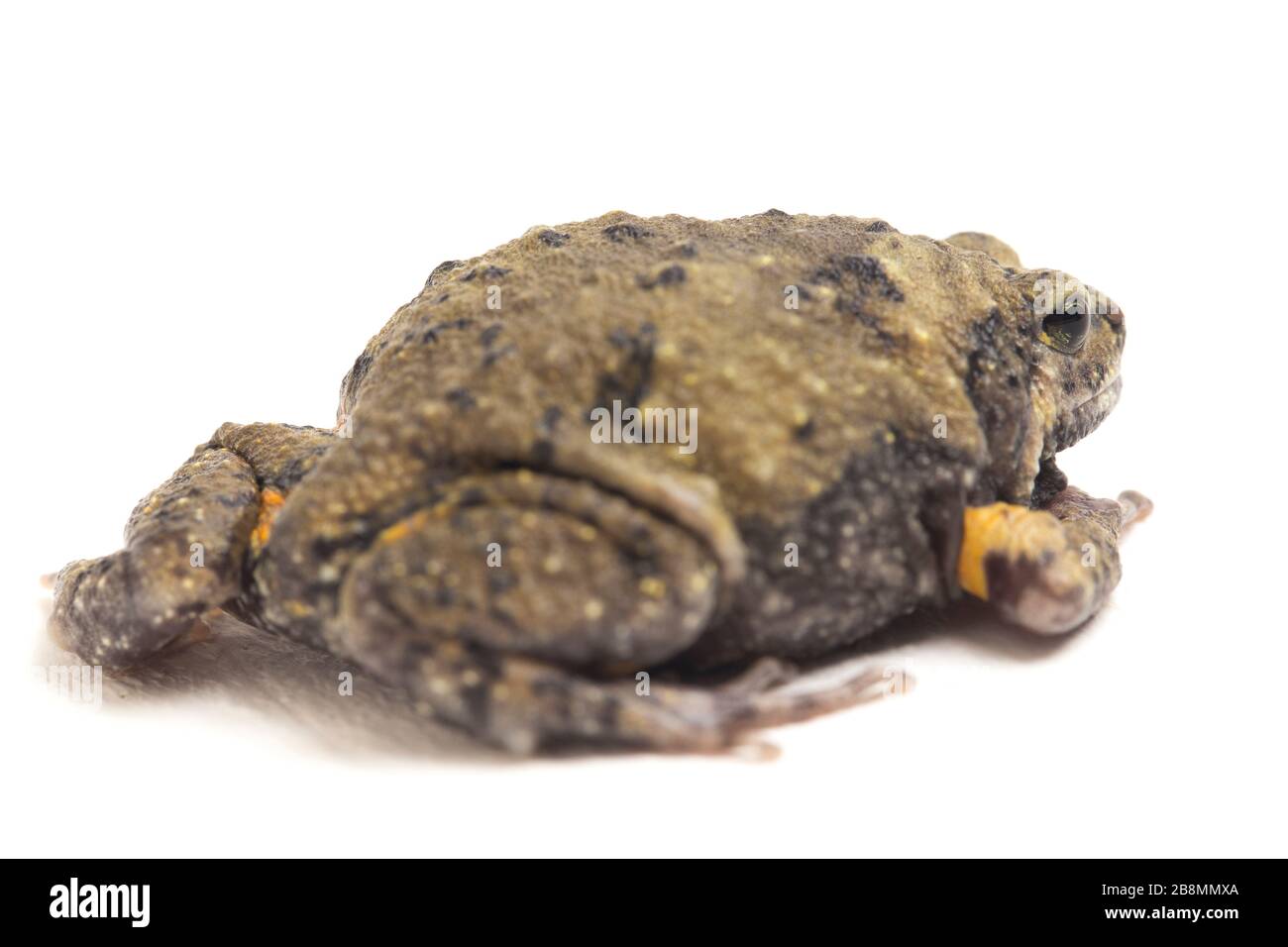 Banded bullfrog or Asian narrowmouth toads It also know chubby or ...