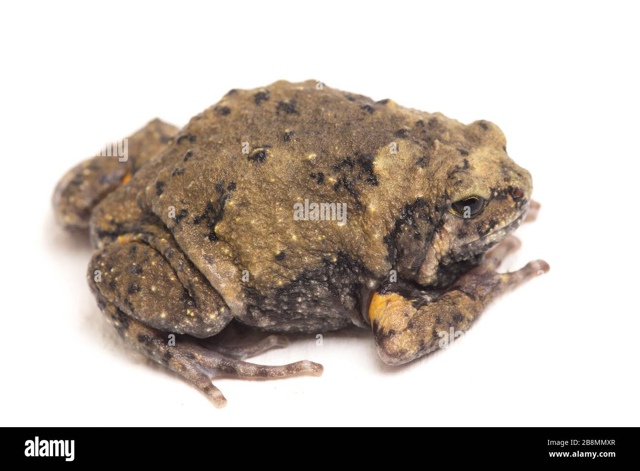 Banded bullfrog or Asian narrowmouth toads It also know chubby or ...