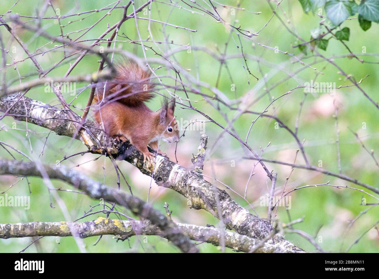 Eurasian Red Squirrel (Sciurus vulgaris Stock Photo - Alamy