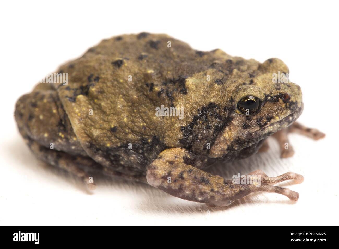 Banded bullfrog or Asian narrowmouth toads It also know chubby or ...