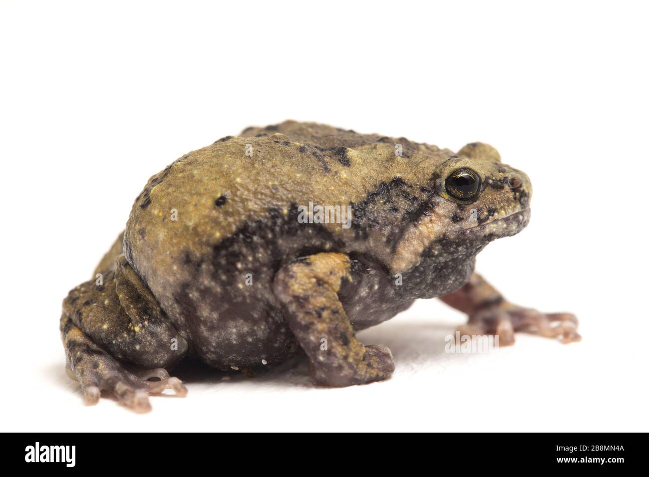 Banded bullfrog or Asian narrowmouth toads It also know chubby or ...
