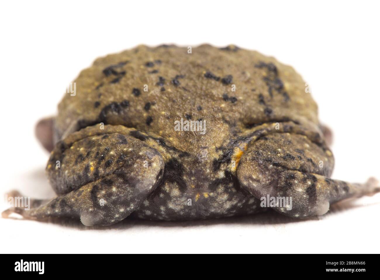 Banded bullfrog or Asian narrowmouth toads It also know chubby or ...