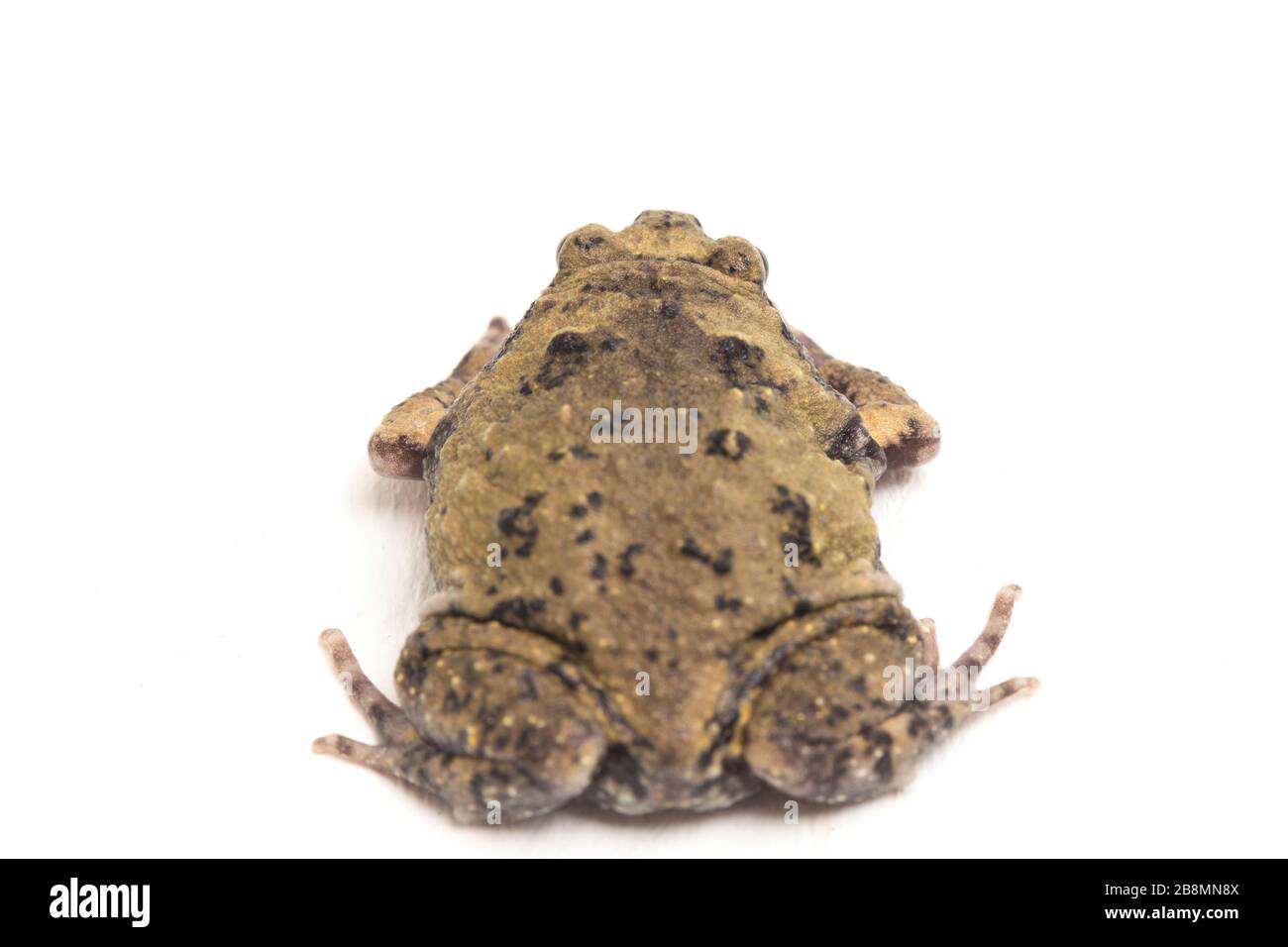 Banded bullfrog or Asian narrowmouth toads It also know chubby or ...