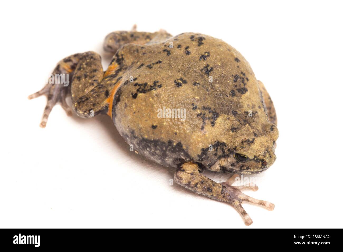 Banded bullfrog or Asian narrowmouth toads It also know chubby or ...