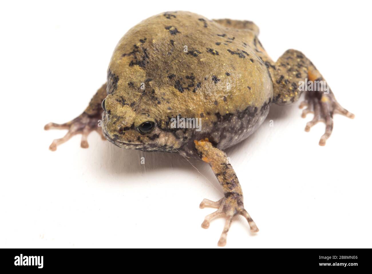 Small chubby frog hi-res stock photography and images - Alamy
