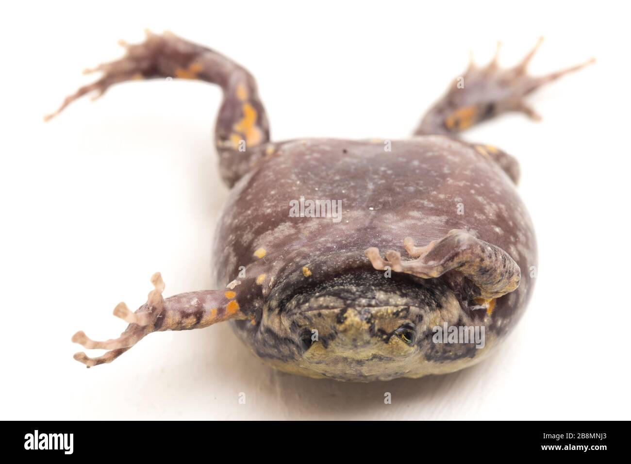Banded bullfrog or Asian narrowmouth toads It also know chubby or ...