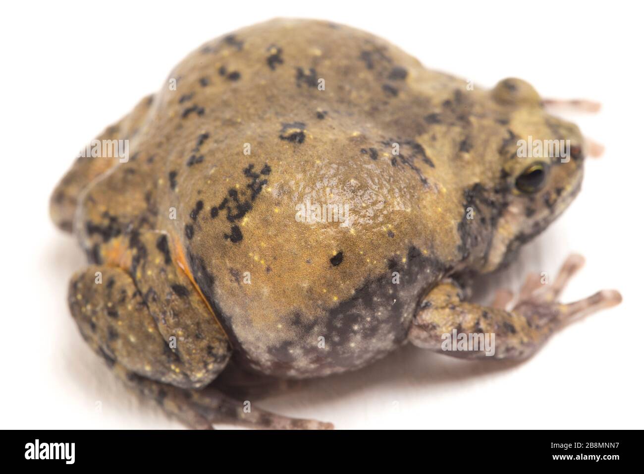 Banded bullfrog or Asian narrowmouth toads It also know chubby or ...