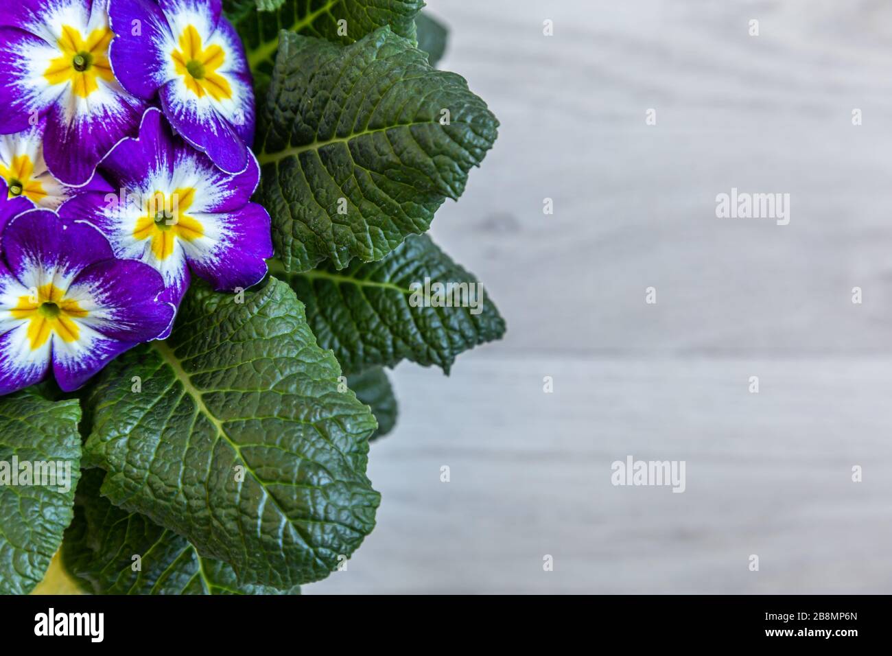 Purple Primula acaulis or primrose with a yellow heart on ligth wooden ...