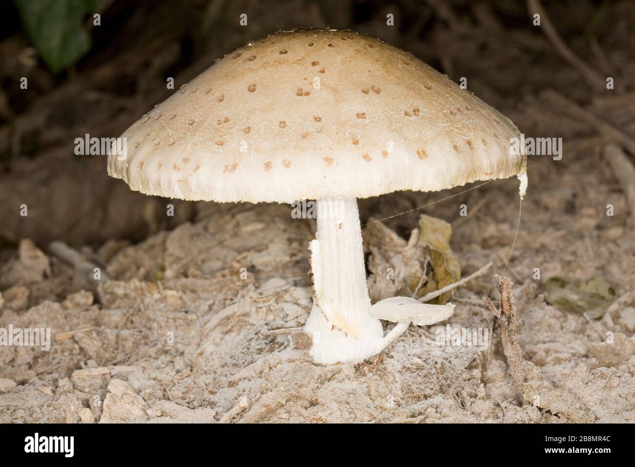Specie of mushroom hi-res stock photography and images - Alamy