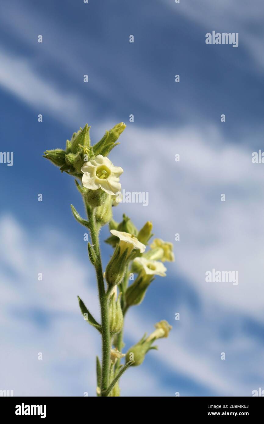One of many Joshua Tree National Park native plants which Spring to ...
