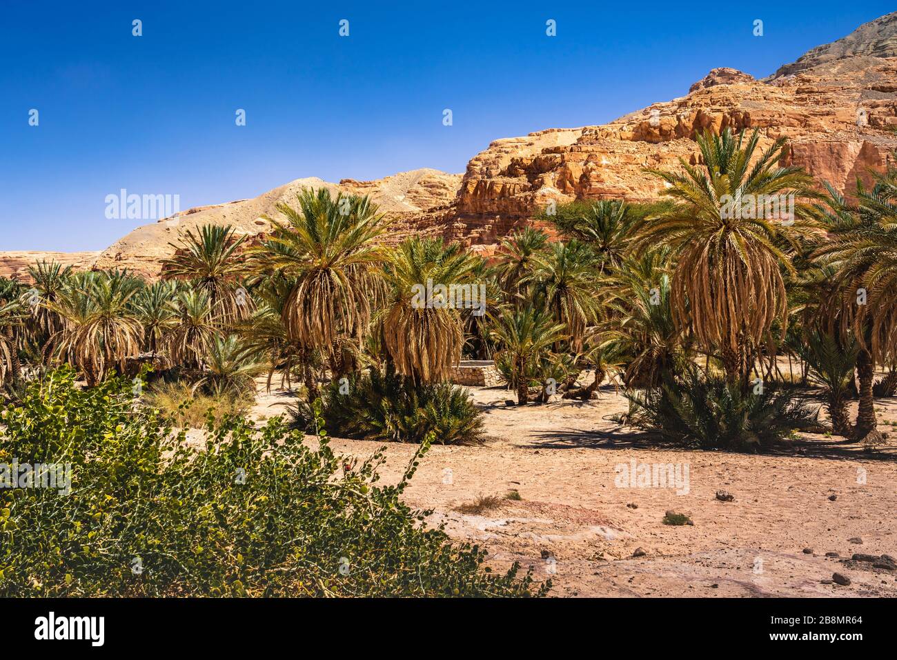 The oasis of Ain Khudra or Hazeroth in the sandstone region of the ...