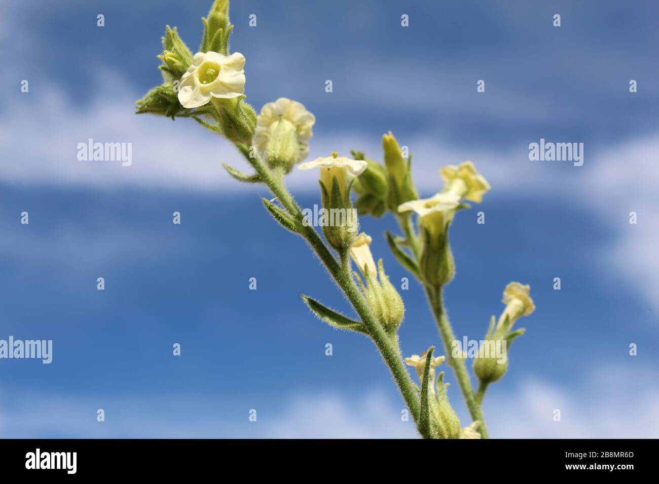 One of many Joshua Tree National Park native plants which Spring to ...