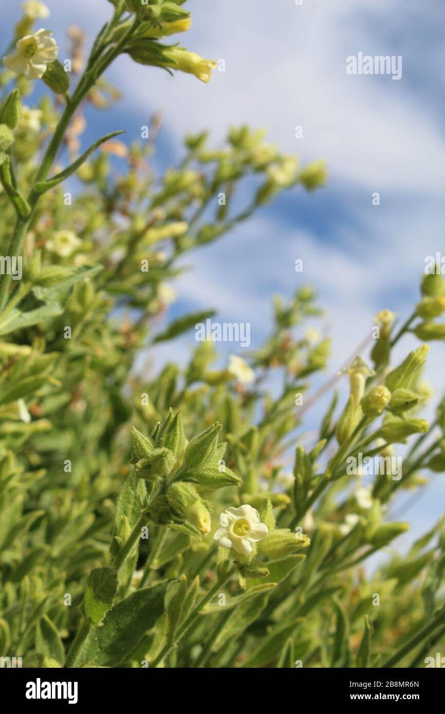 One of many Joshua Tree National Park native plants which Spring to ...