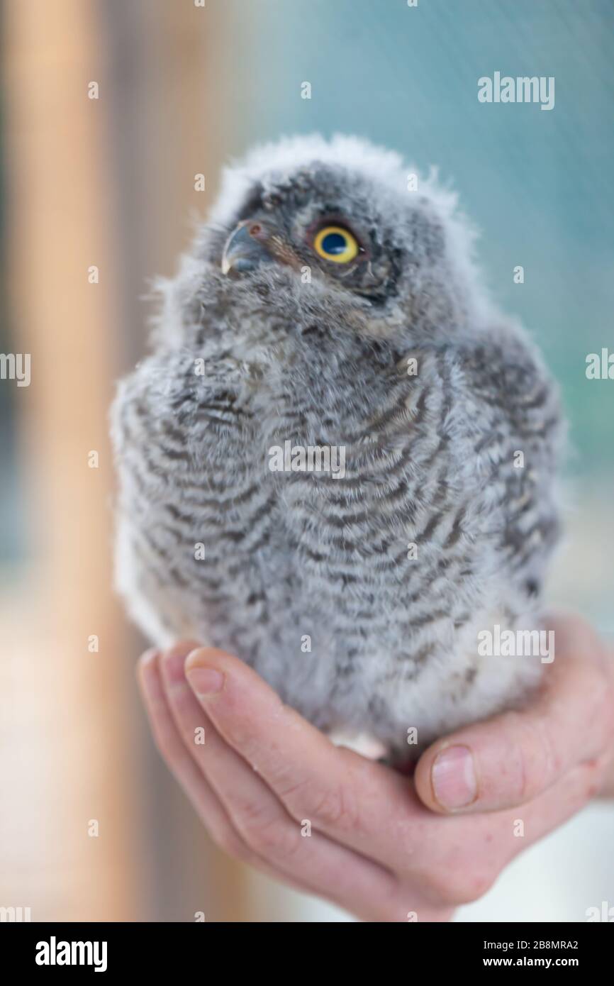 Megascops High Resolution Stock Photography and Images - Alamy