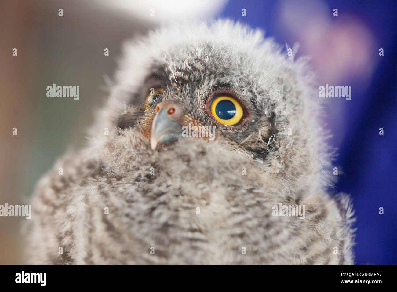 Megascops High Resolution Stock Photography and Images - Alamy