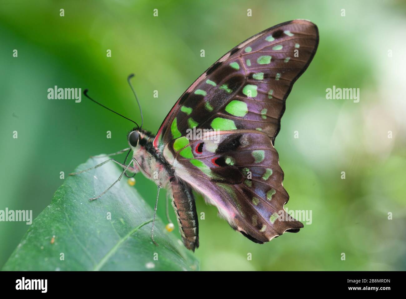 Natural world macro - A Green spotted triangle butterfly, Graphium ...