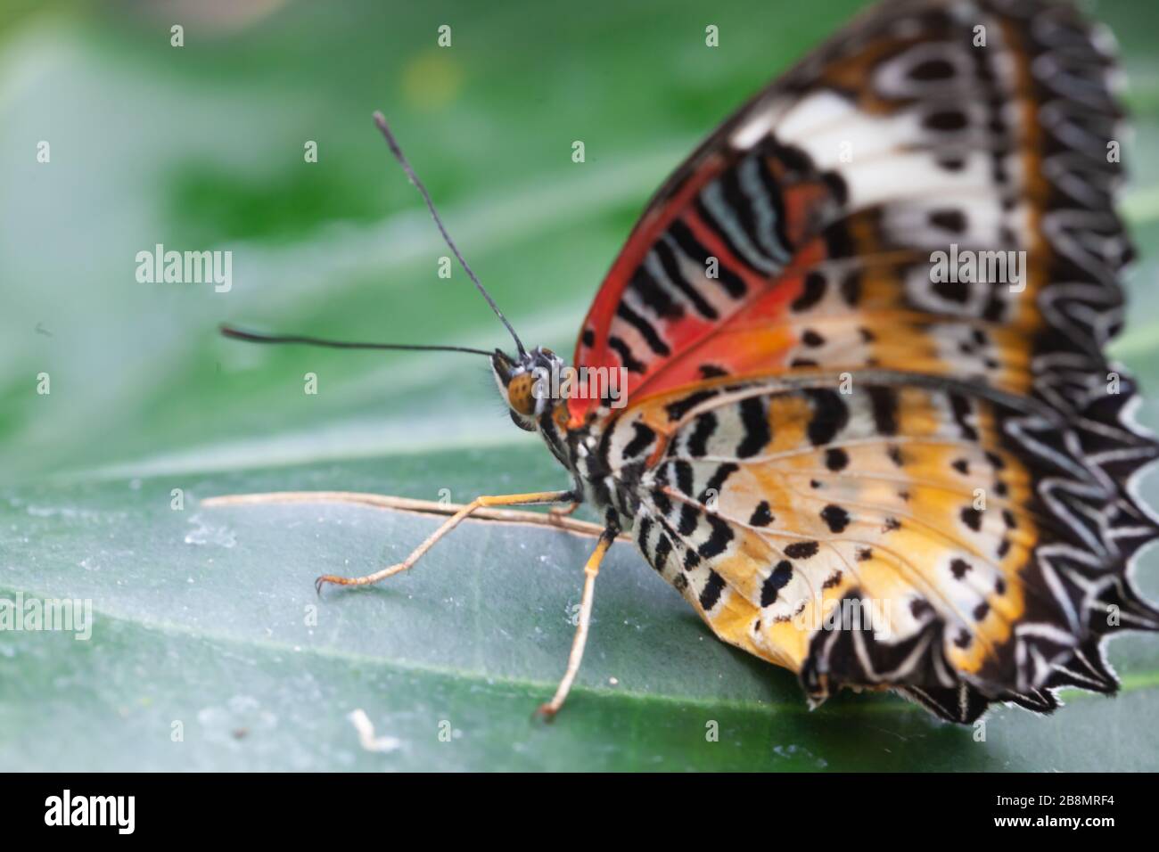 Macro of a Leopard Lacewing / Cethosia cyane settled on plant foliage ...