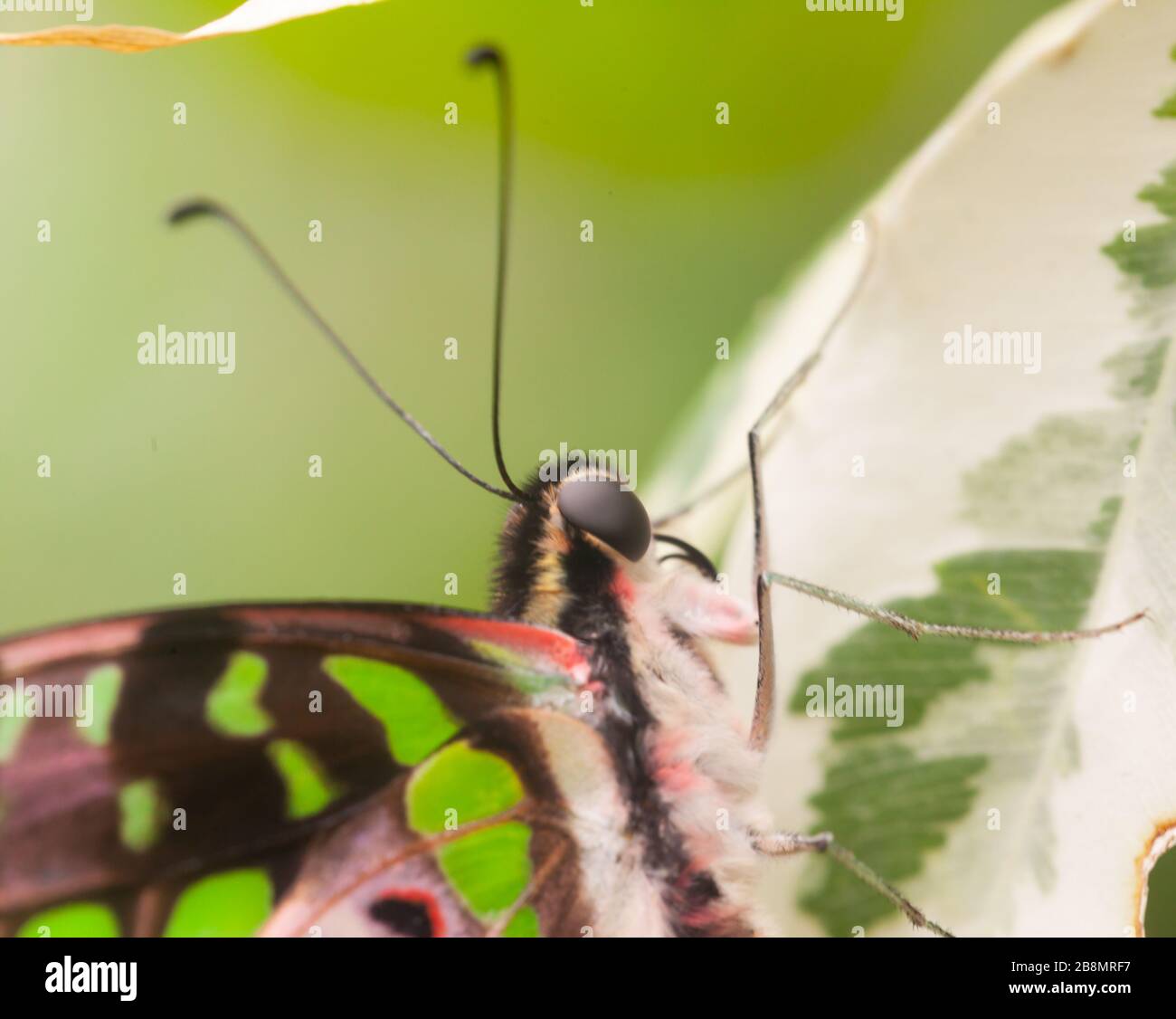 Graphium agamemnon papilionidae butterfly hi-res stock photography and ...
