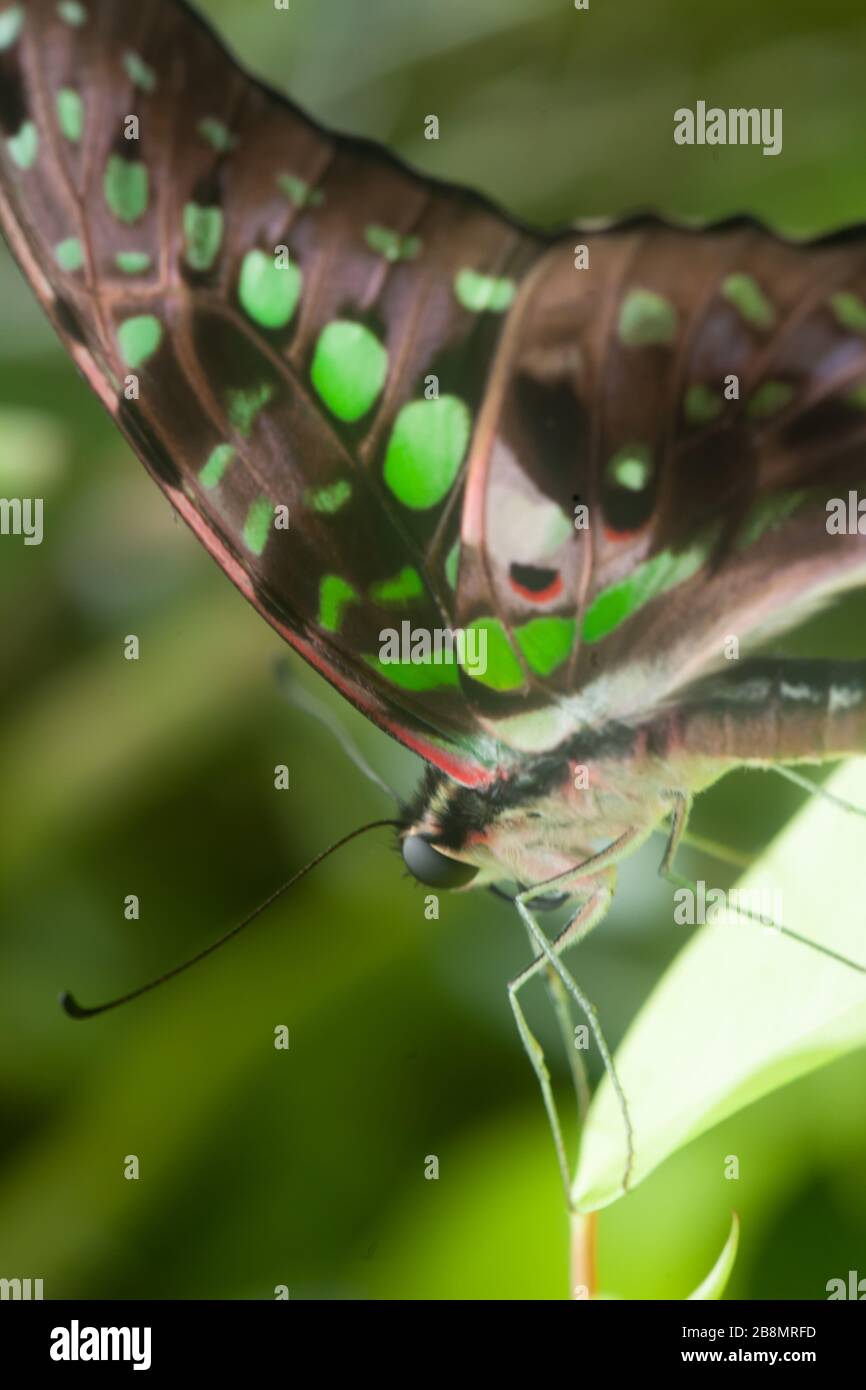 Graphium agamemnon papilionidae butterfly hi-res stock photography and images - Alamy