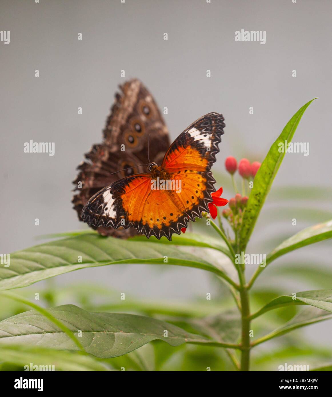 Natural World in Close-up - A Leopard Lacewing butterfly / Cethosia ...