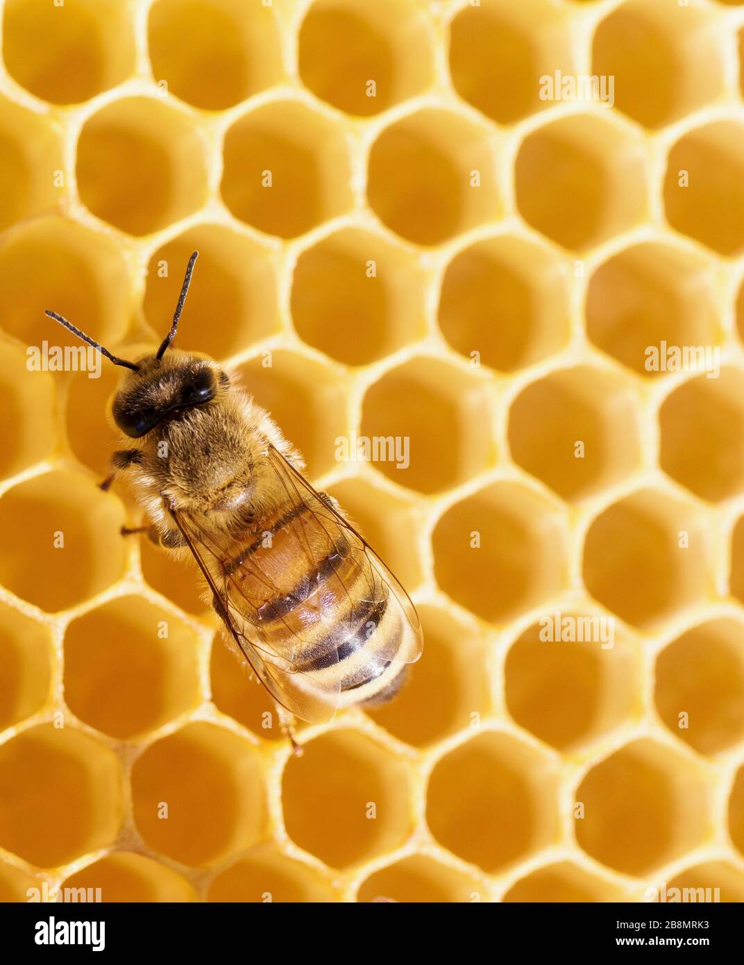 Bees at work hi-res stock photography and images - Alamy