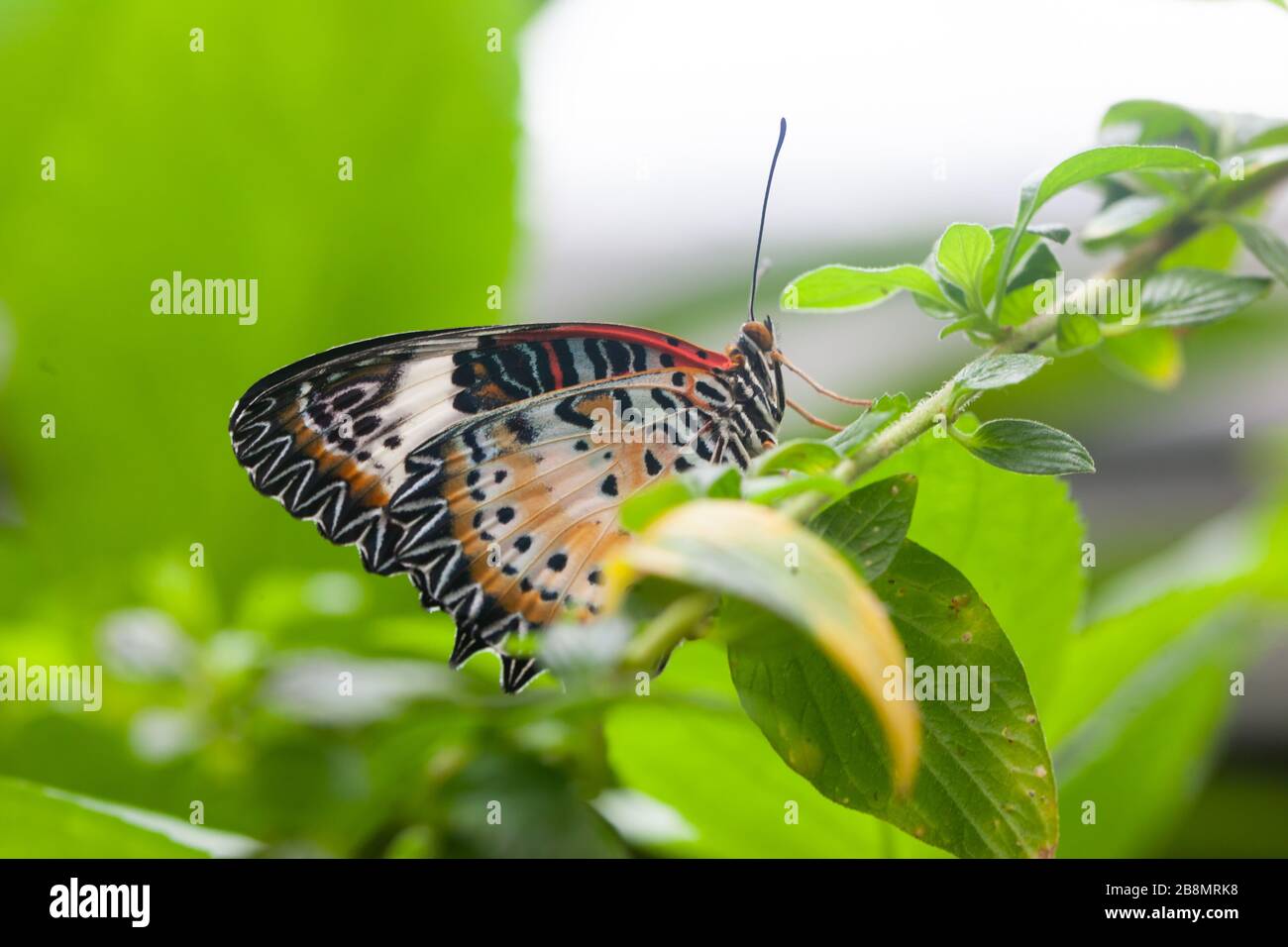 Close-up nature concept - A Leopard Lacewing / Cethosia cyane settled ...