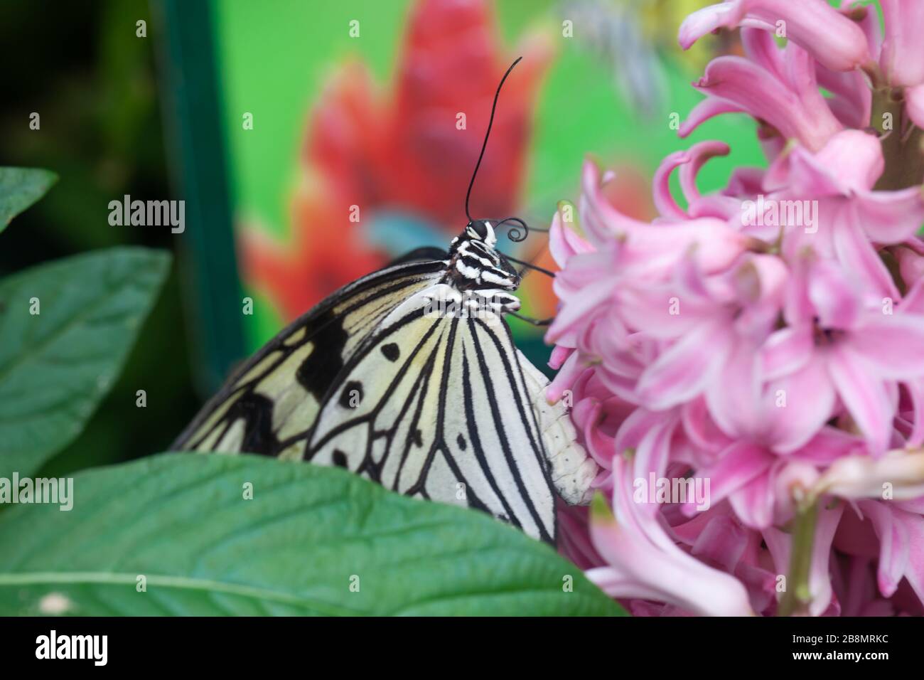 Emblematic butterflies hi-res stock photography and images - Alamy