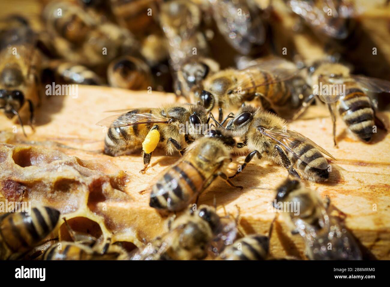 worker bees at work - macro Stock Photo - Alamy