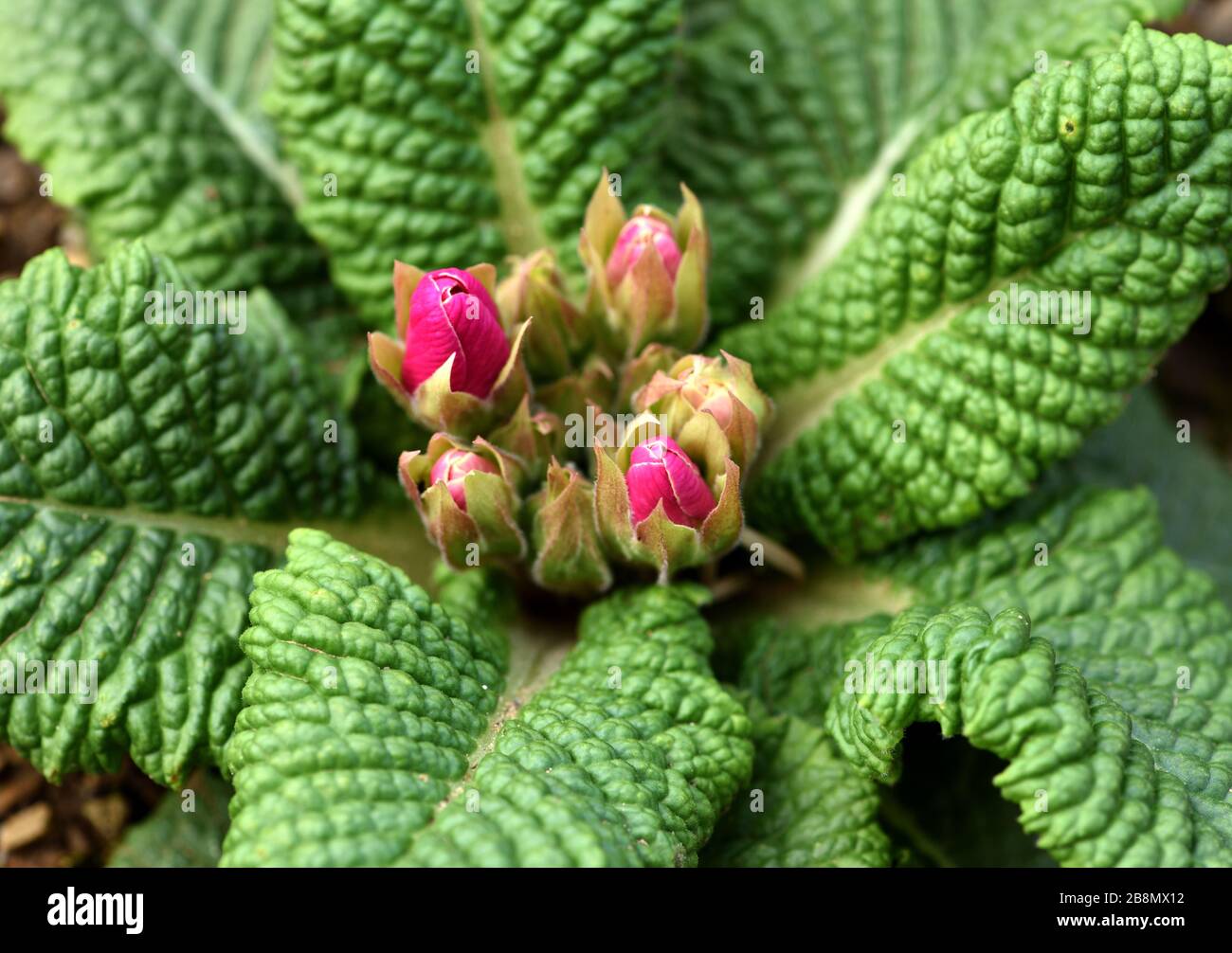 Pink buds hi-res stock photography and images - Alamy