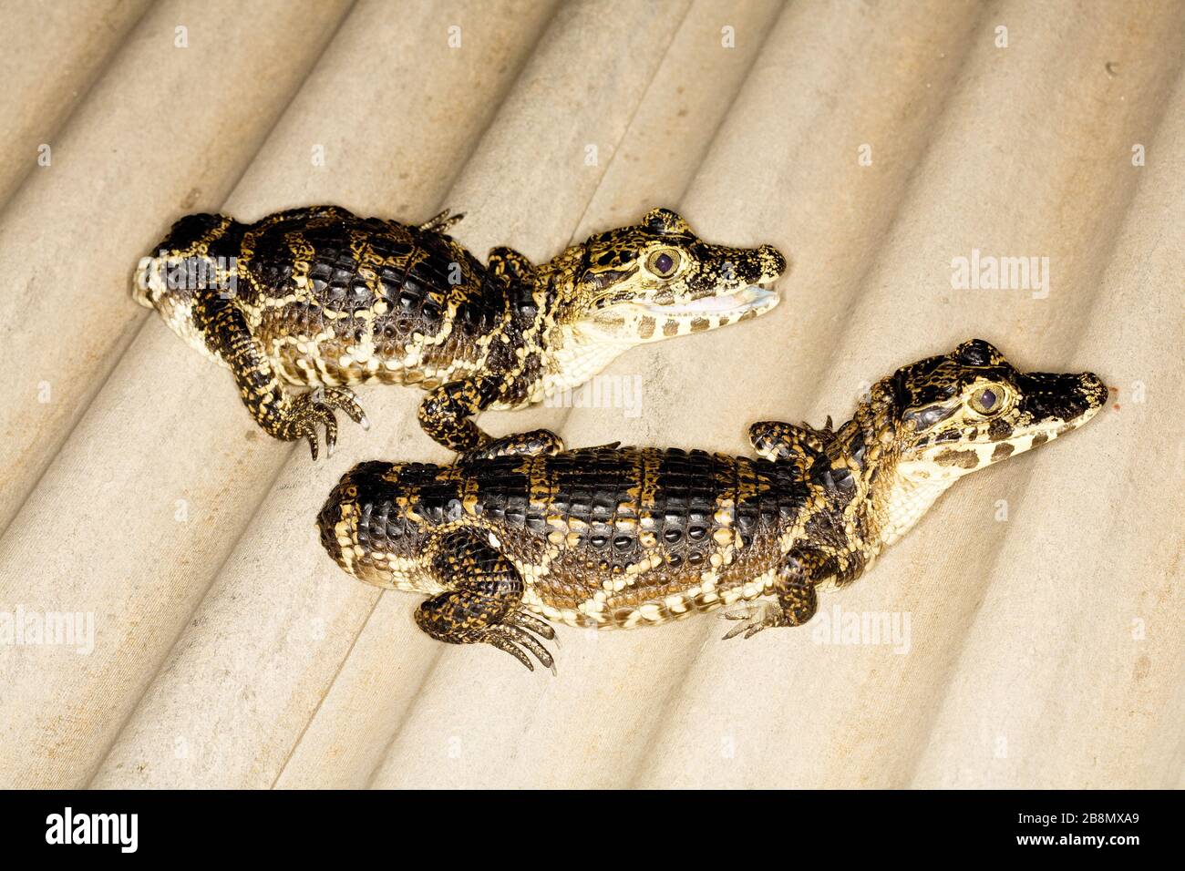 Ecological genetics hi-res stock photography and images - Alamy