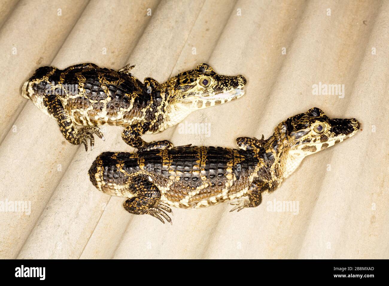 Alligator-pity-swampland, Caimam crocodilus yacare, With Genetic ...